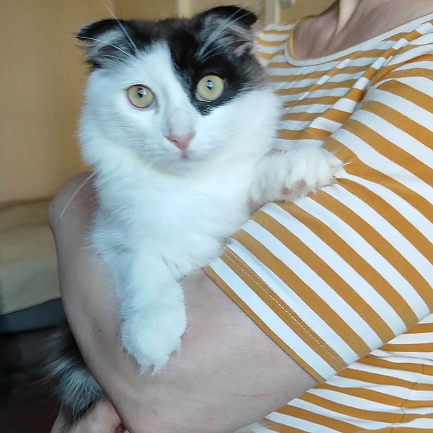 Котенок Кирюша вислоушка. мальчик