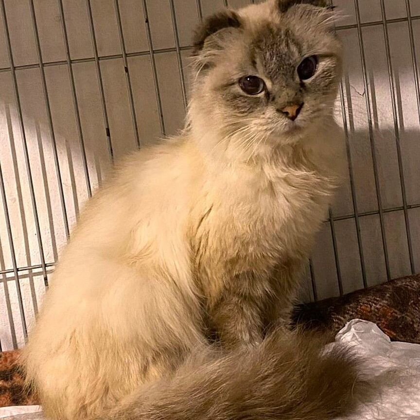 Котенок невская маскарадная ласкунья привезли из д