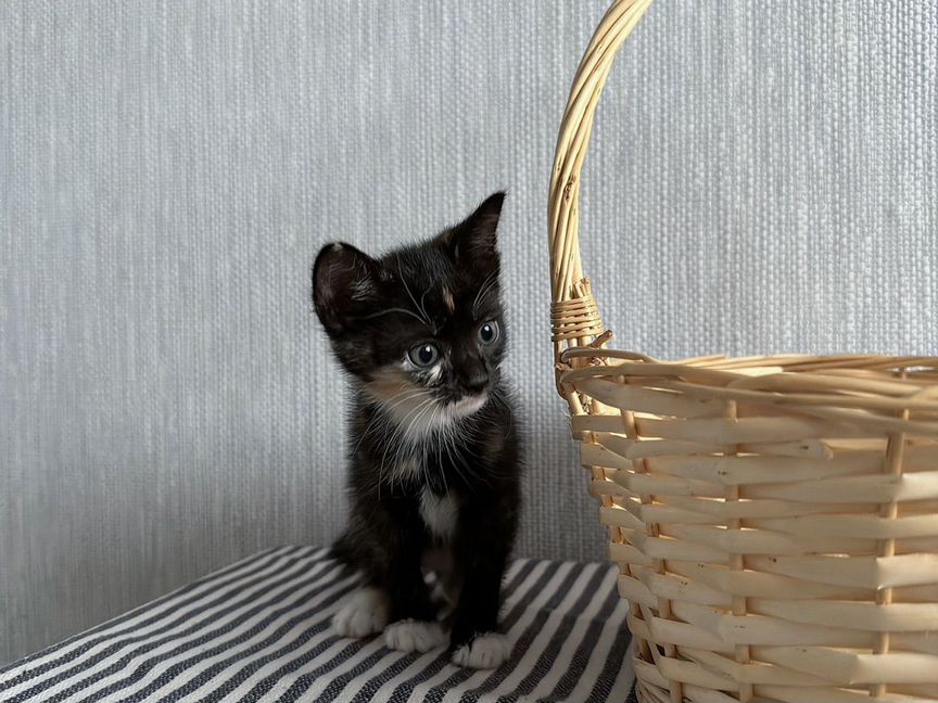 Котенок курильский бобтейл