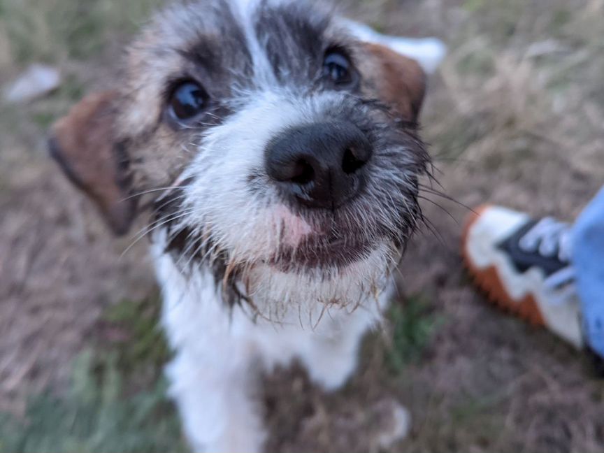 Щенок Джек Рассел Брокен