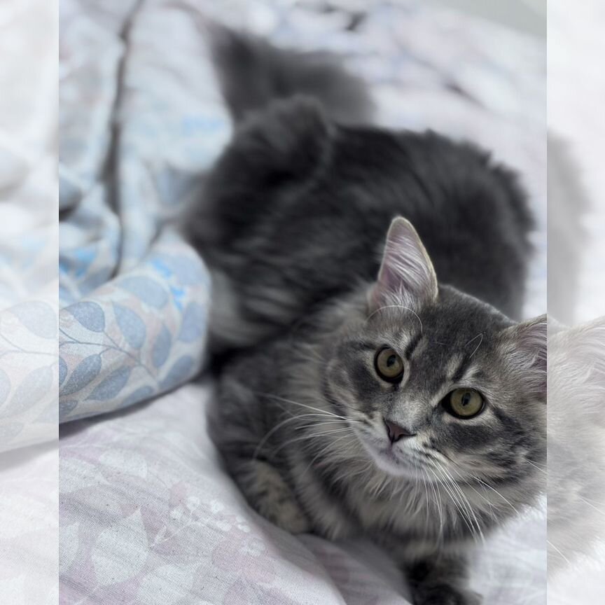 Мейн-кун котёнок