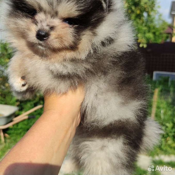 Померанский шпиц мини эксклюзив голубоглазка