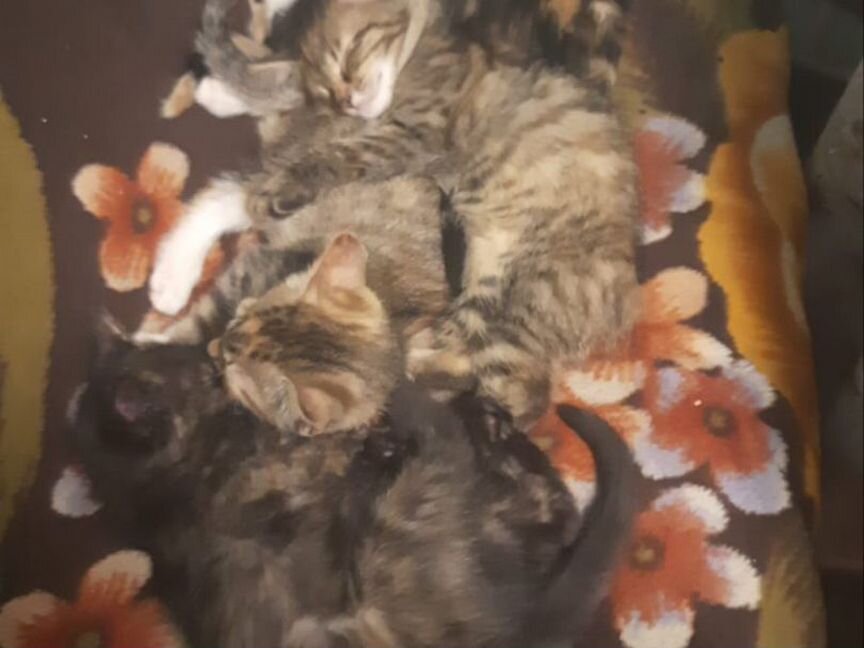 Котята в добрые руки