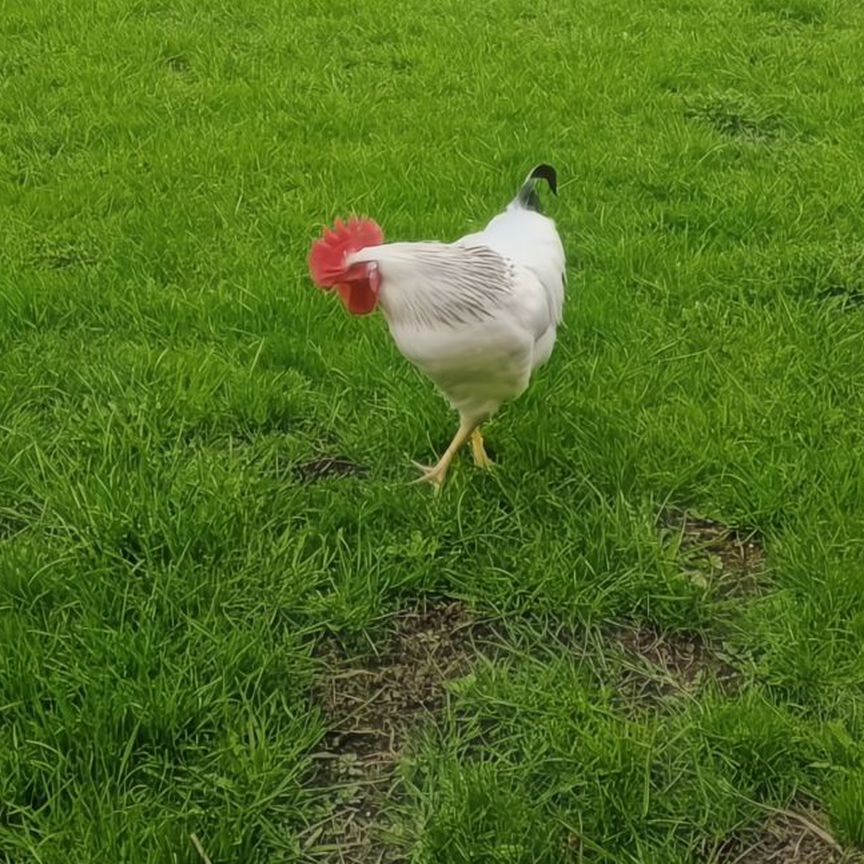 Куры петух адлерская серебристая