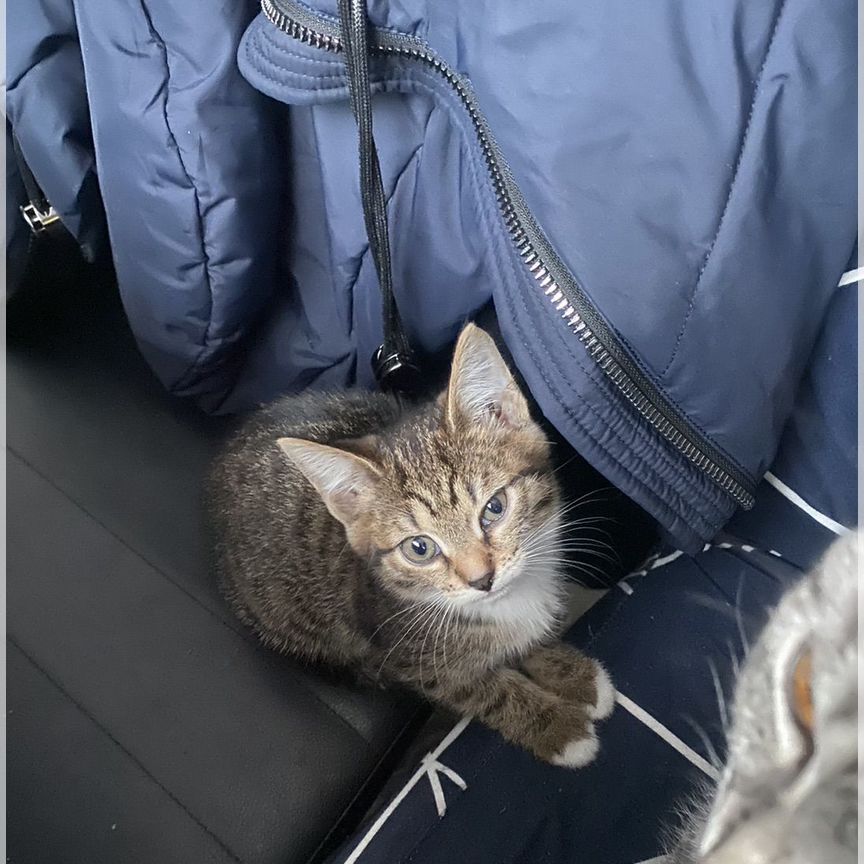 Котёнок в добрые руки