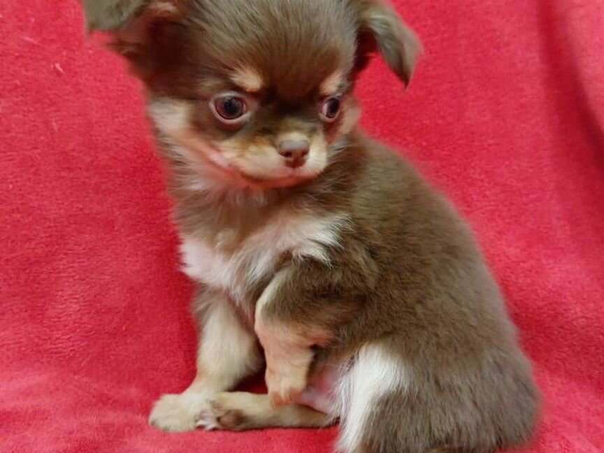 Чишки -Малышки