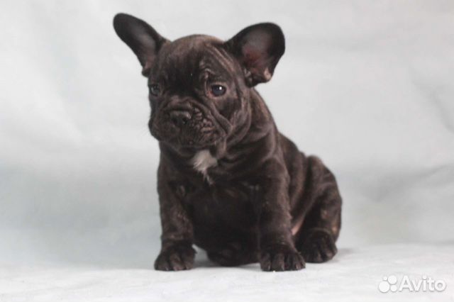 Французский бульдог щенок