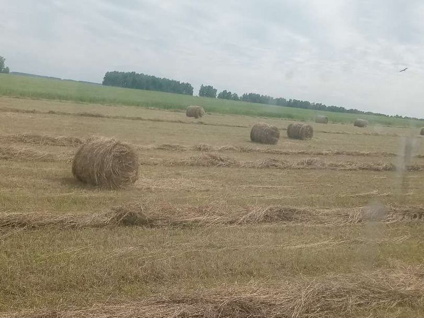 Солома сено