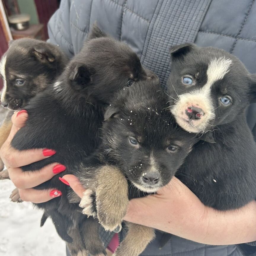 Щенок в добрые руки