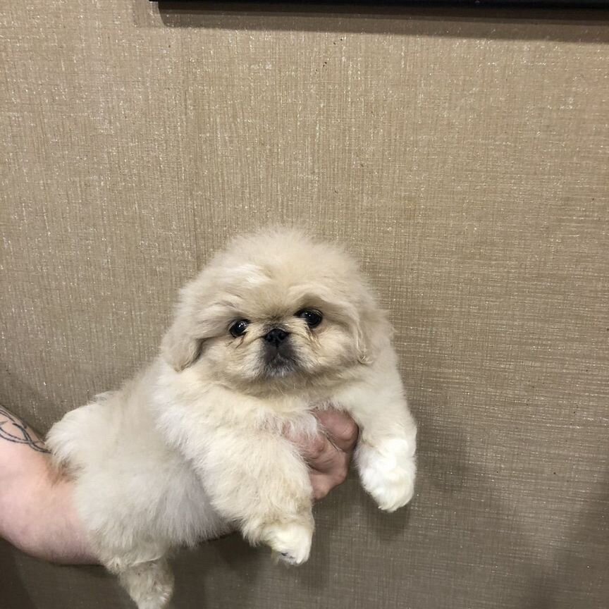 Императорские Детки