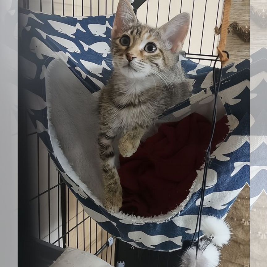 Котёнок в добрые руки