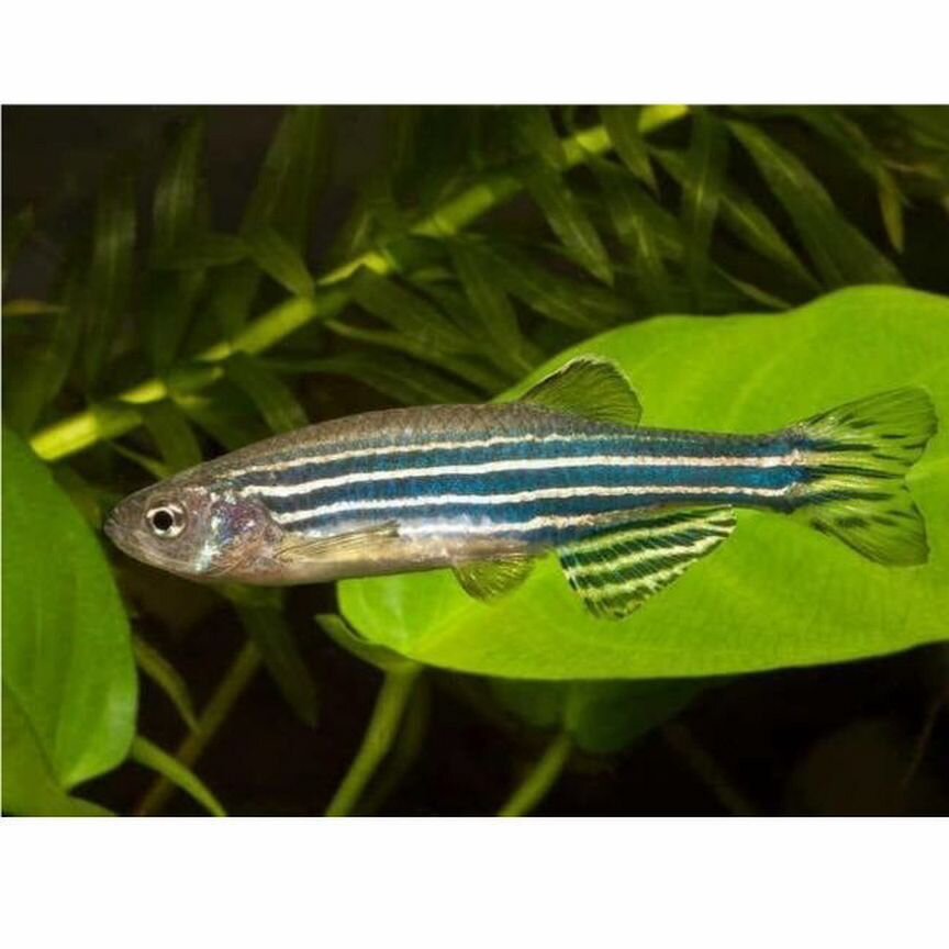 Рыбки бесплатно