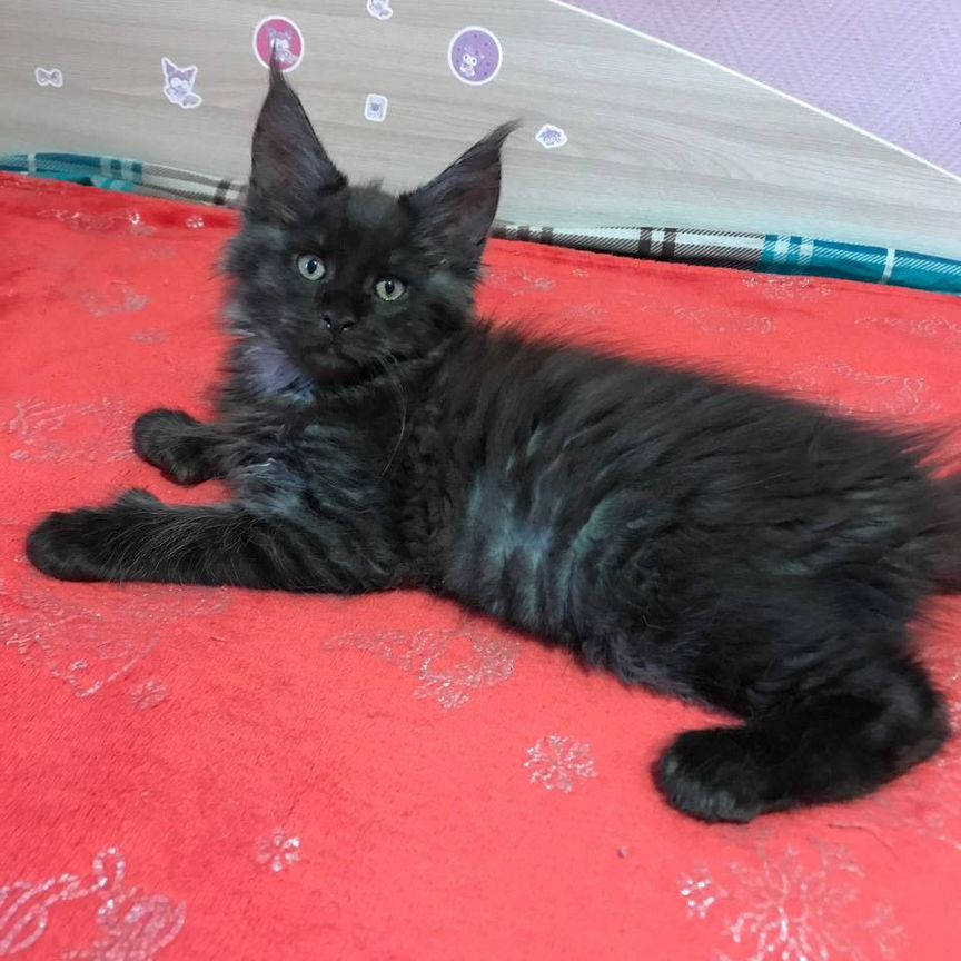 Котята мейн-кун полидакт