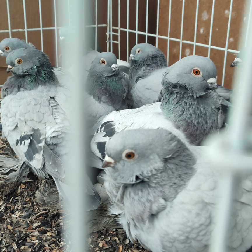 Голуби синие манжетные махноногие