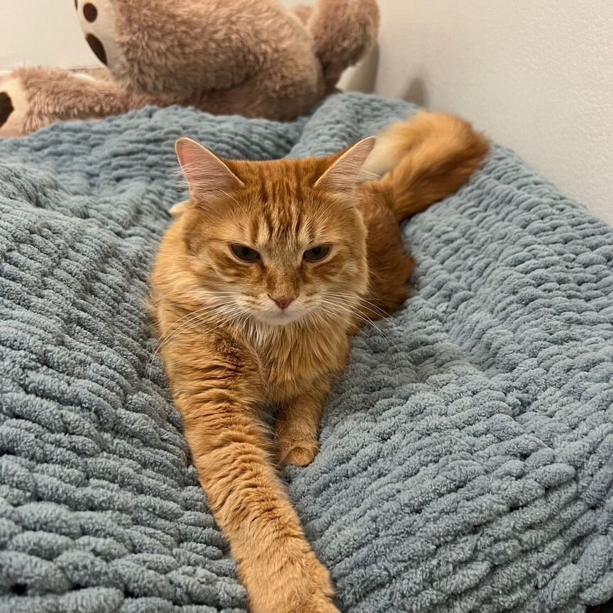 Отдам кота в добрые руки