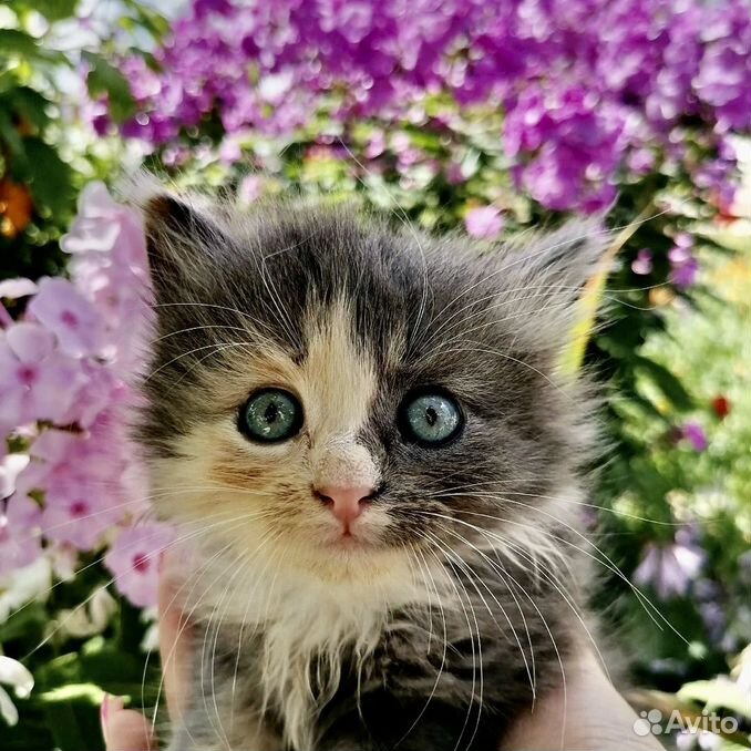 Котята остались две девочки (одна голубоглазая)