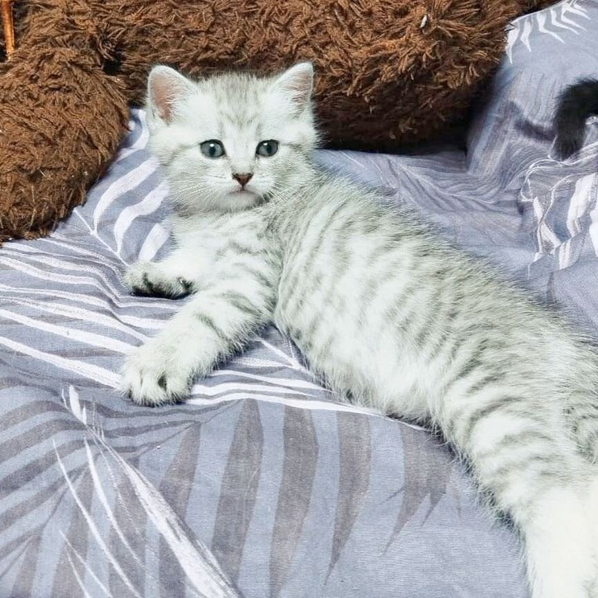 Котята смесь(папа шотландец, мама простая)