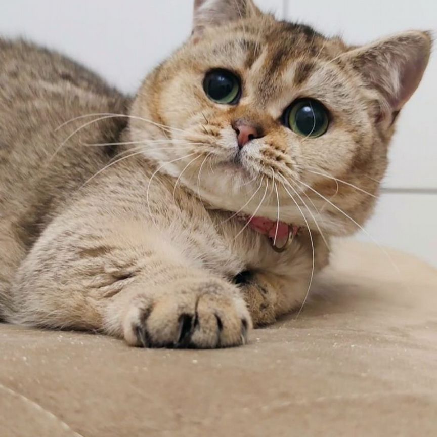 Манчкин коротколапая кошечка