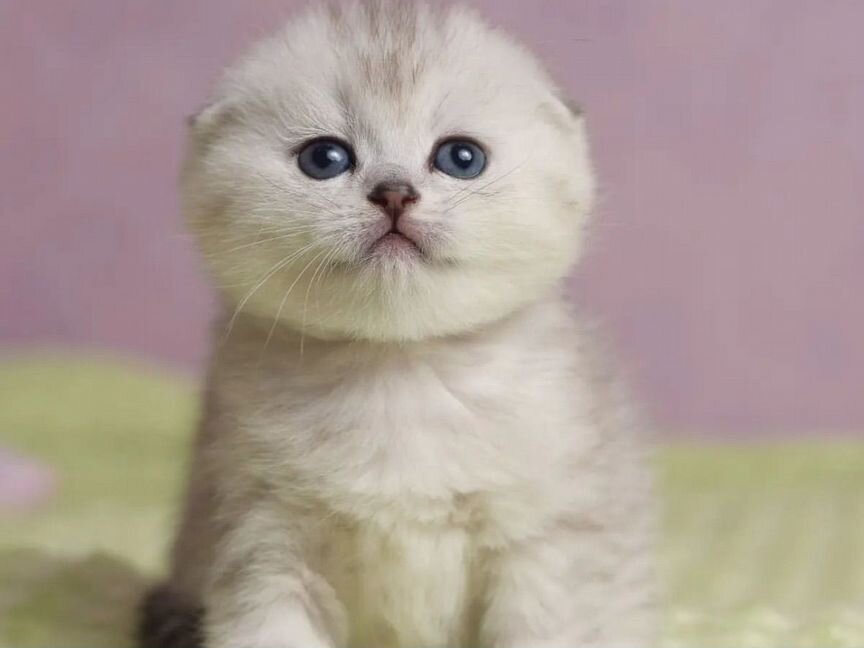 Шотландские котята