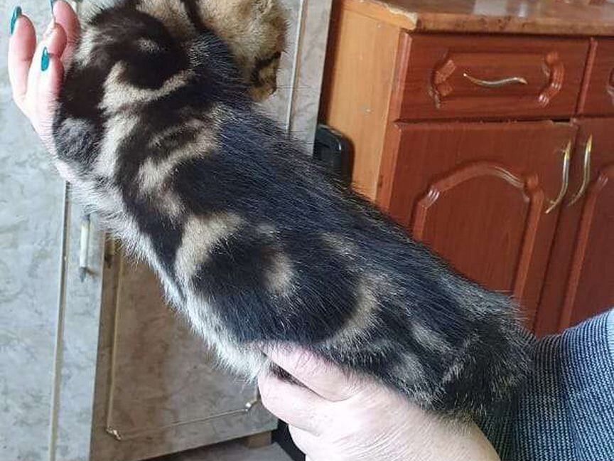 Кот Мэйнкун