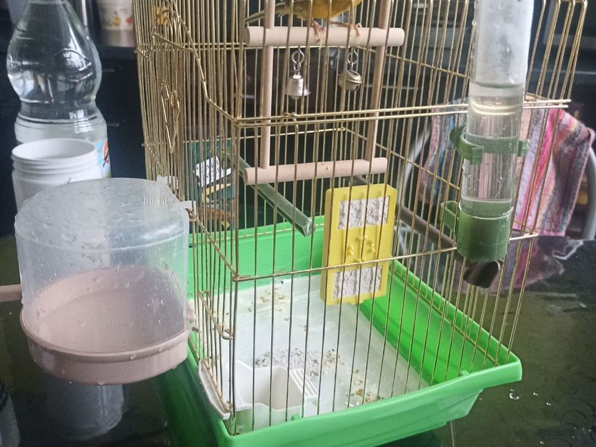 Кенар и клетка