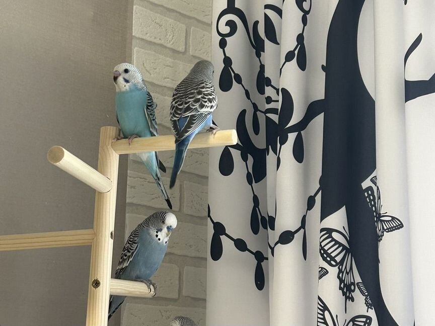 Птенцы волнистый попугай