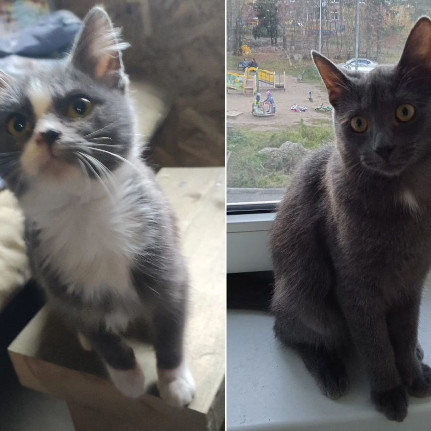 Котята в добрые руки