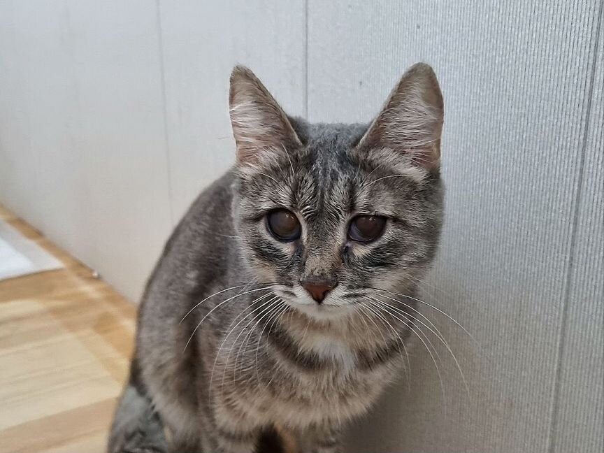 Кошка