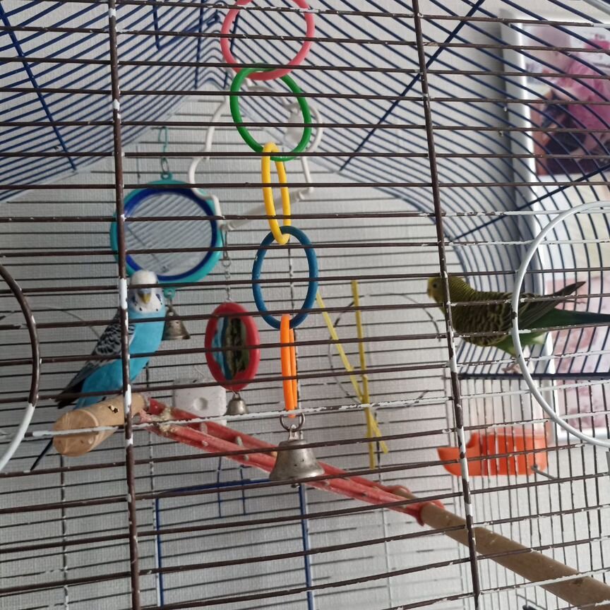 Волнистый попугай с клеткой