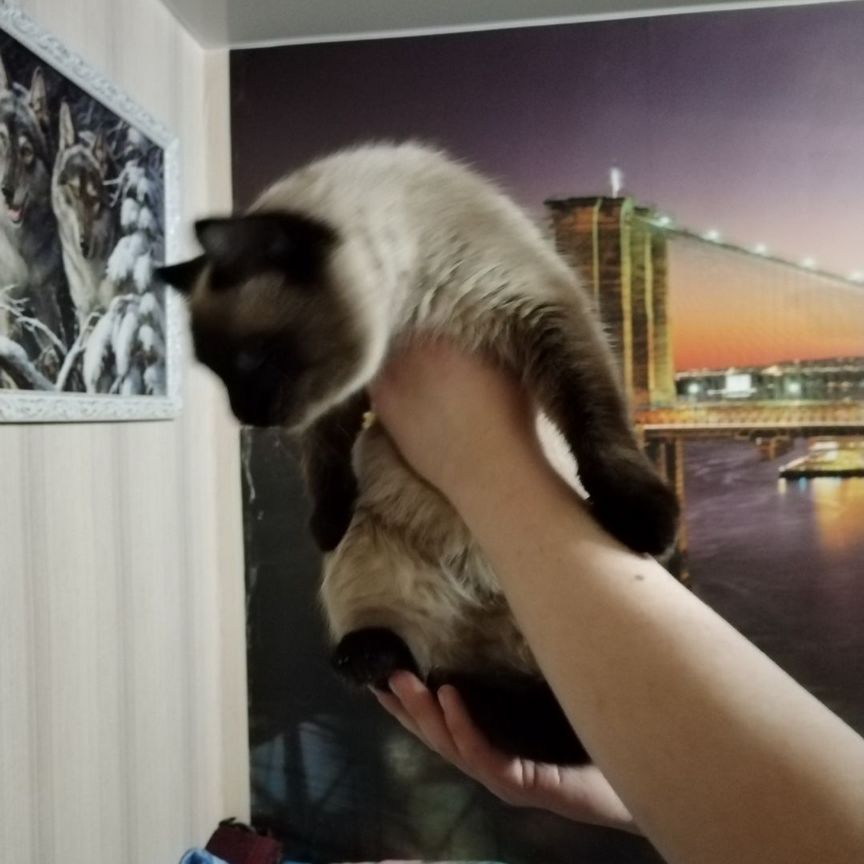 Кошка породы рэгдолл