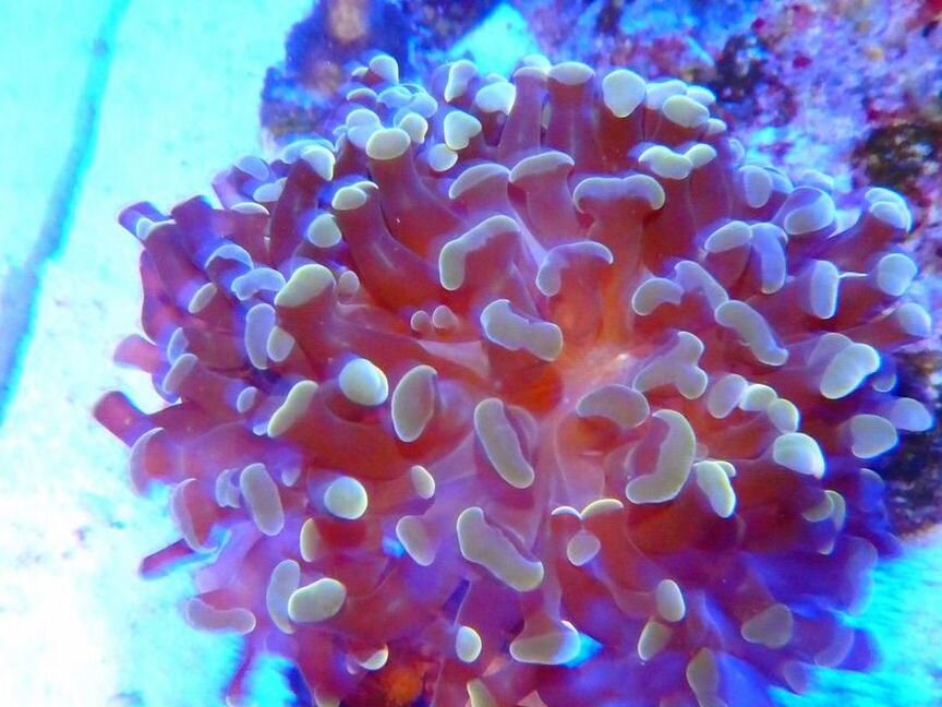 Живые кораллы для морского аквариума