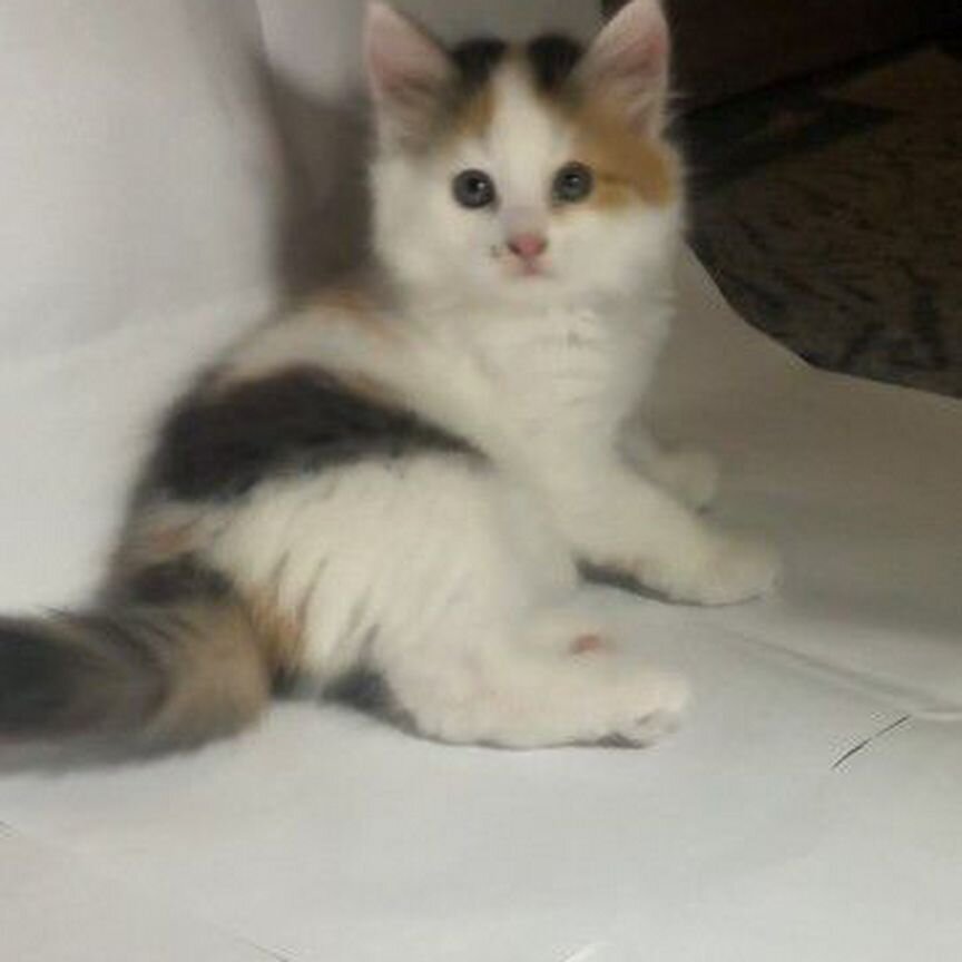 Котенок в добрые руки приучен к лотку