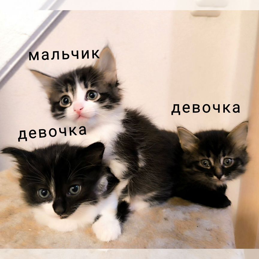 Котята в добрые руки бесплатно