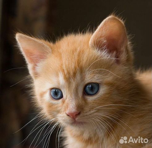 Котенок Абрикос очаровательный мальчик
