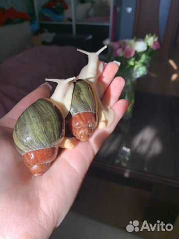 Архахатина вентрикоза