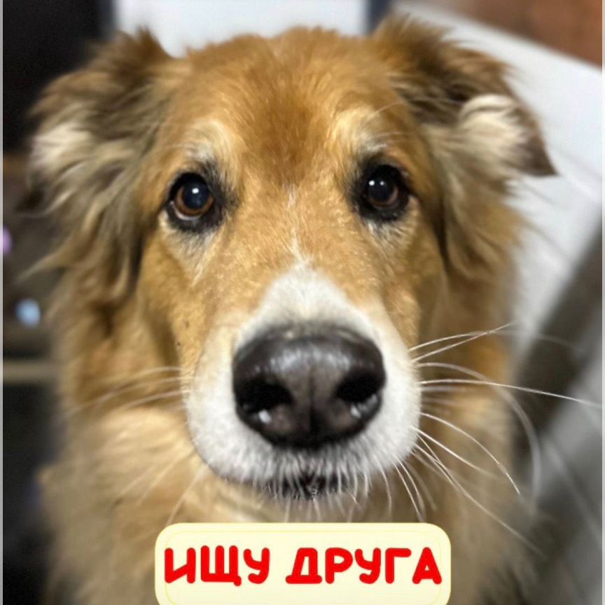 Взрослый пёс в добрые руки