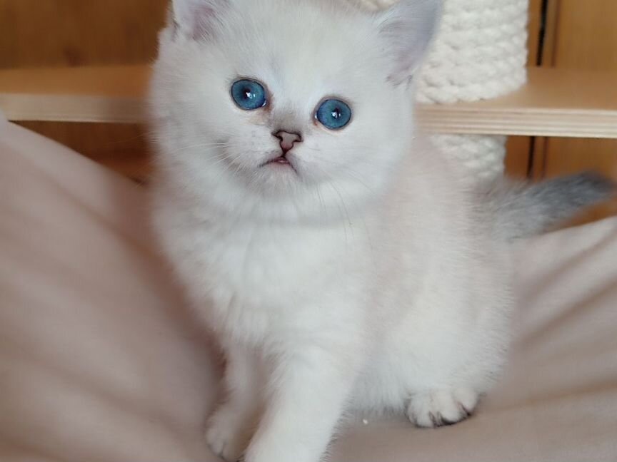 Кошечка с сапфирами