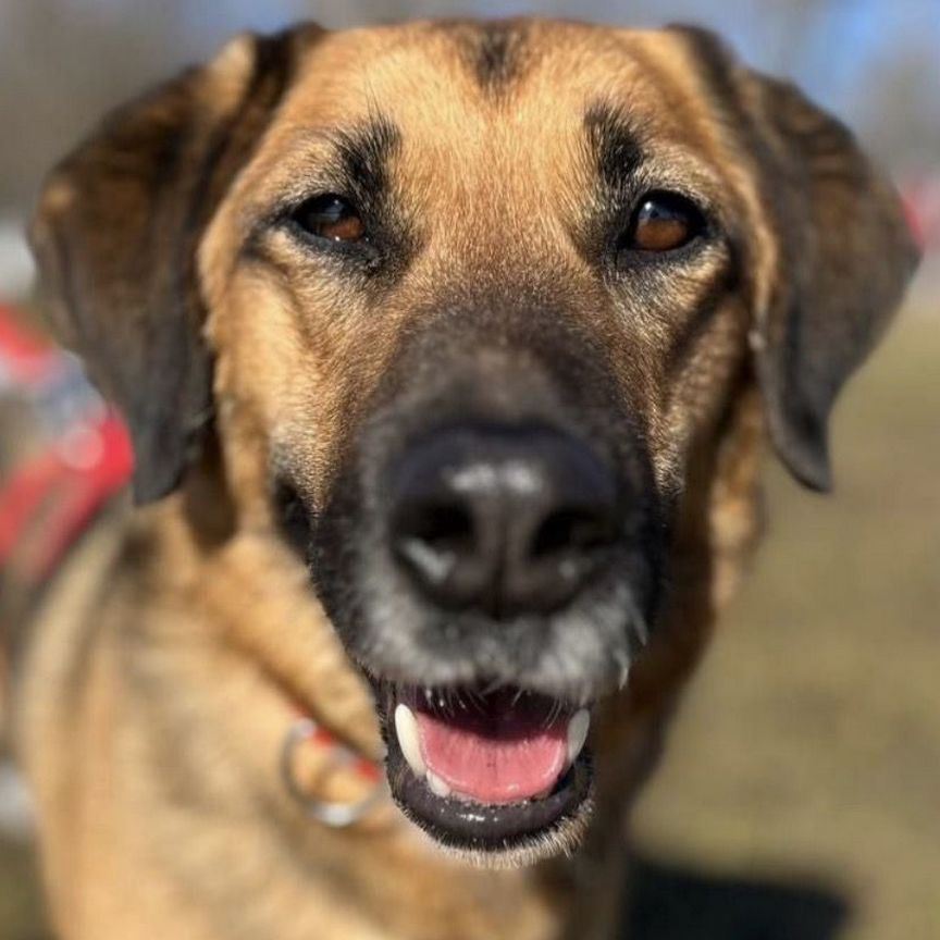 Взрослый пёс в добрые руки