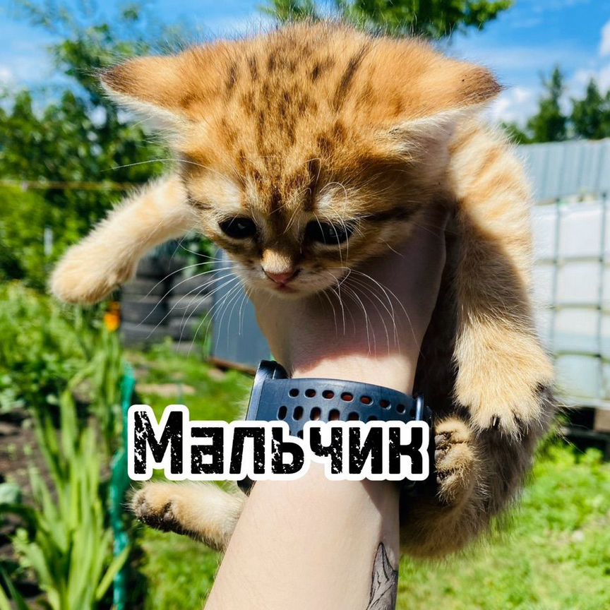 Котёнок в добрые руки