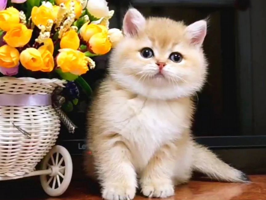 Британские котята - смешная толстушечка