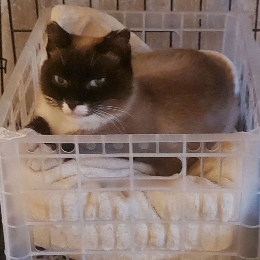 Сиамская, взрослая кошка