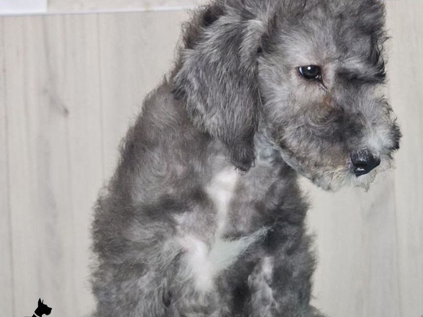 Бедлингтон терьер Мальчики, девочки. Окрас-голубой