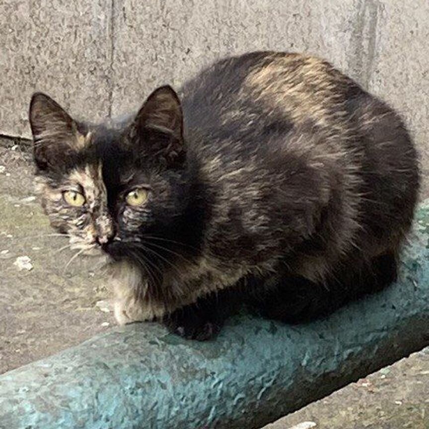 Кошка-талисман в добрые руки