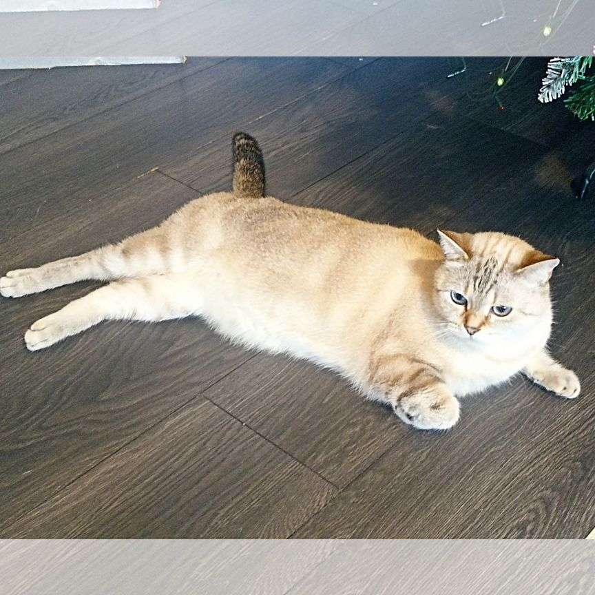 Шотландская прямоухая короткошёрстная, взрослая кошка