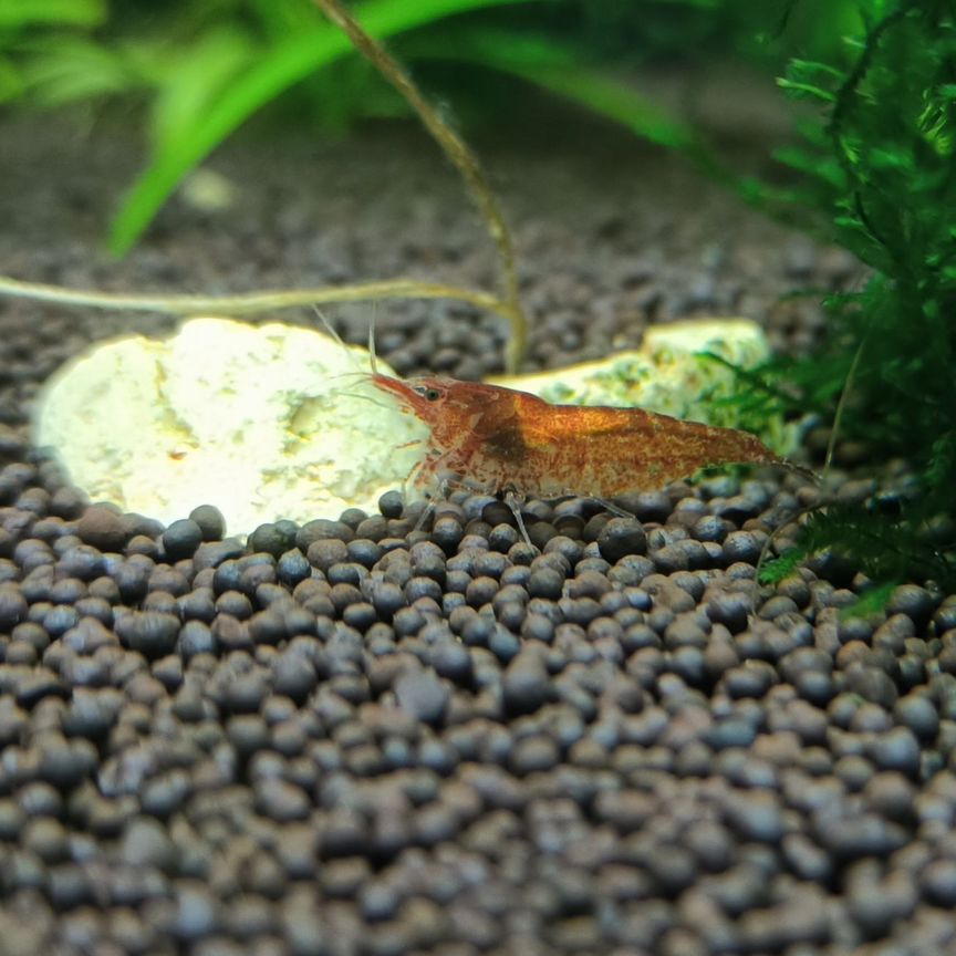 Креветки Вишни Neocaridina davidi "Red Cherry"