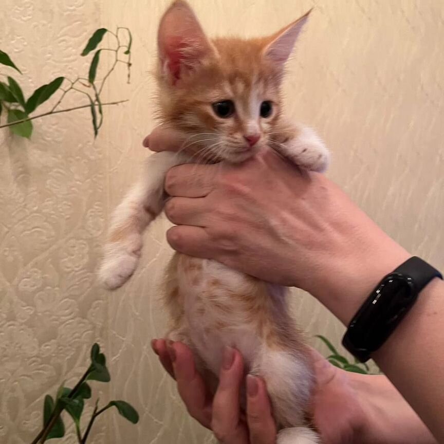 Рыжик мальчик, брониуем