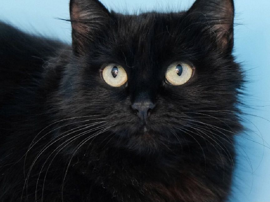 Кошка Эмма - абсолютно черная красавица