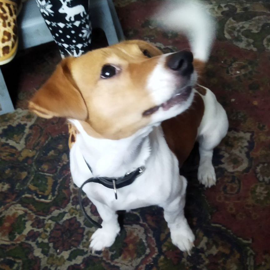 Джек-рассел-терьер, взрослый пёс