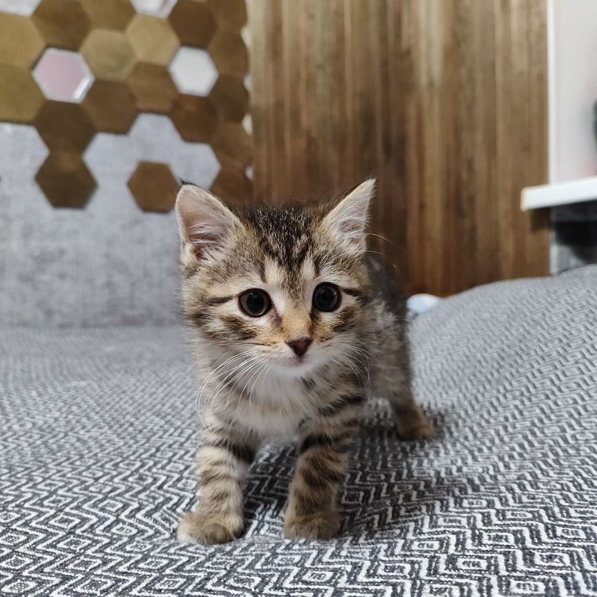 Котенок девочка