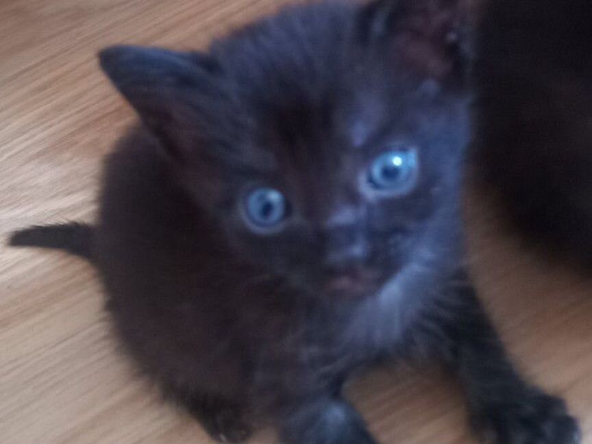 Кошечка маленькая ищет дом